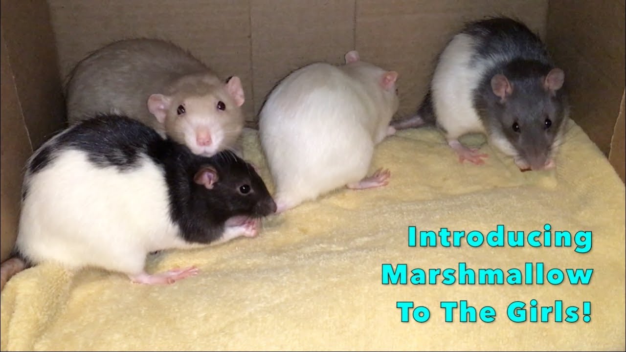 Introducing a Neutered Male Rat To My 5 Intact Female Rats! - YouTube