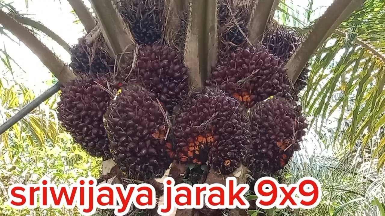 Panen sawit sriwijaya 5 jarak 9k9 mantap lah buah nya super keliling ...