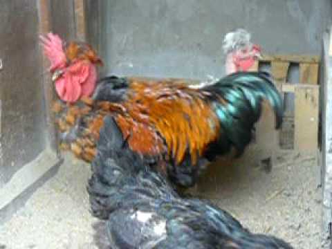 Gallo Carioco y sus Gallinas 27-09-09 - YouTube