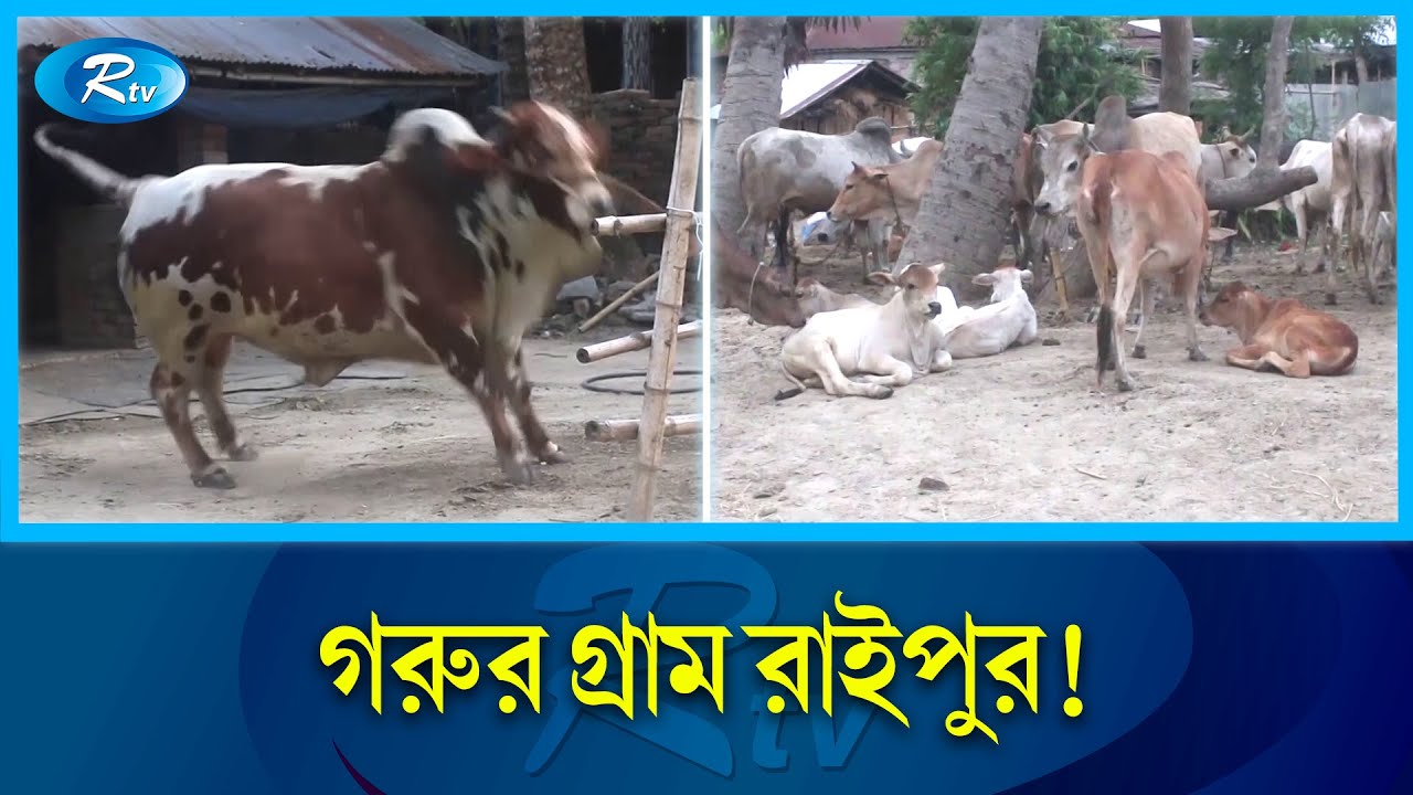 যে গ্রামের মানুষের এক মাত্র পেশা ও নেশা গরু পালন | Cow | Cow Village ...