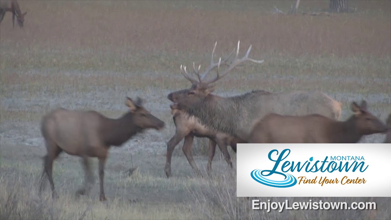Slippery Ann Elk Viewing , Lewistown, Montana - YouTube