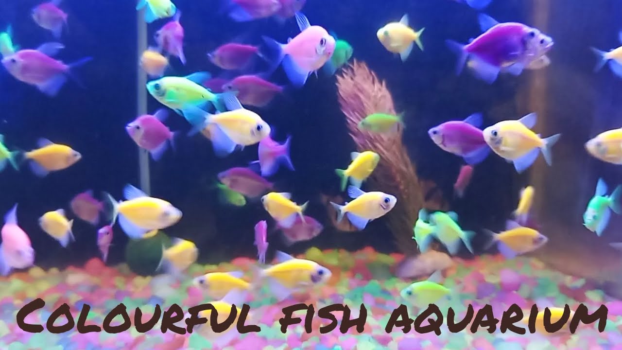 Aquarium fish। aquarium decoration।colourful fish। red tail shark। Big ...