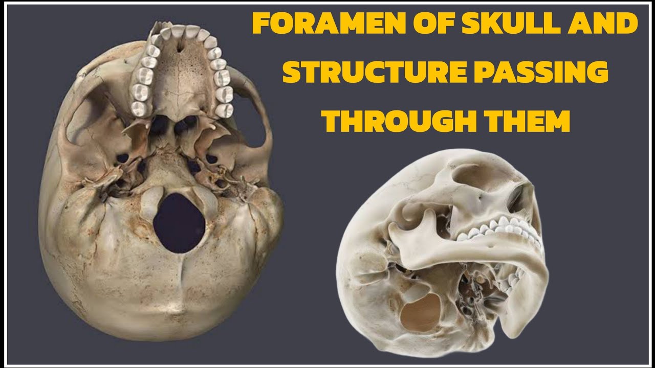 Foramen in skull and structures passing through them #viral #anatomy # ...