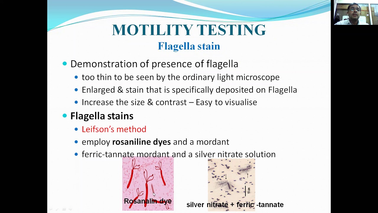 Bacterial Motility - YouTube
