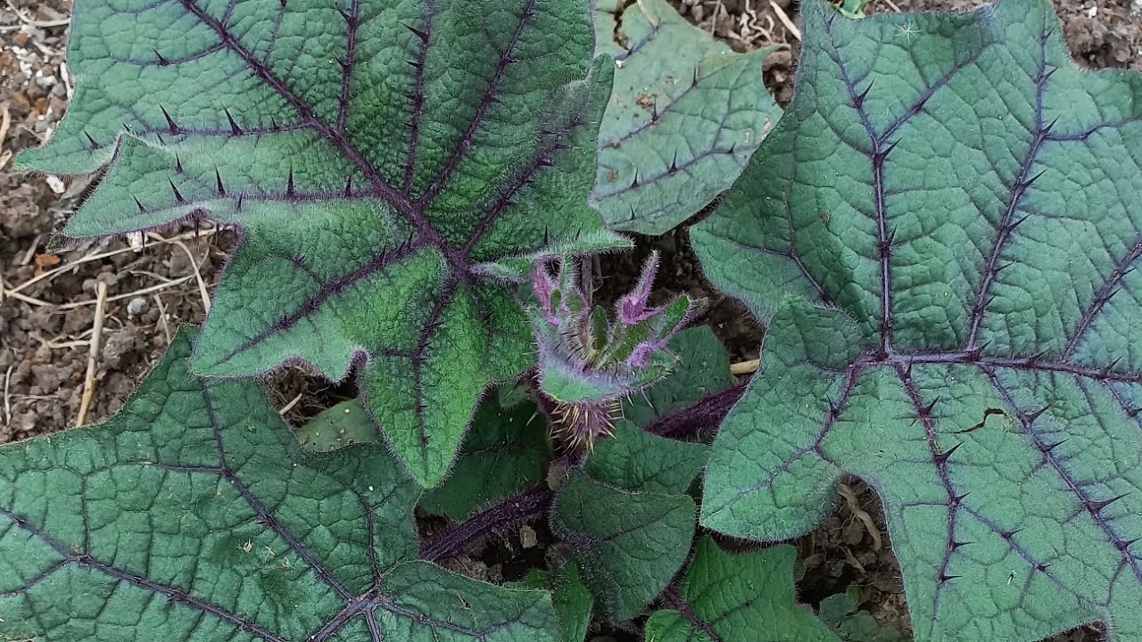 Cultivo de lulo, 37 días después de sembrado - YouTube