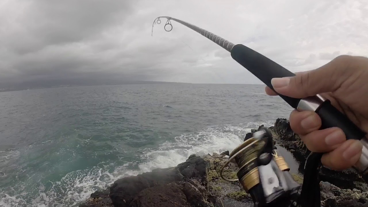 Catching Enenue cliff side | shoreline fishing | using limu AKA “algae ...