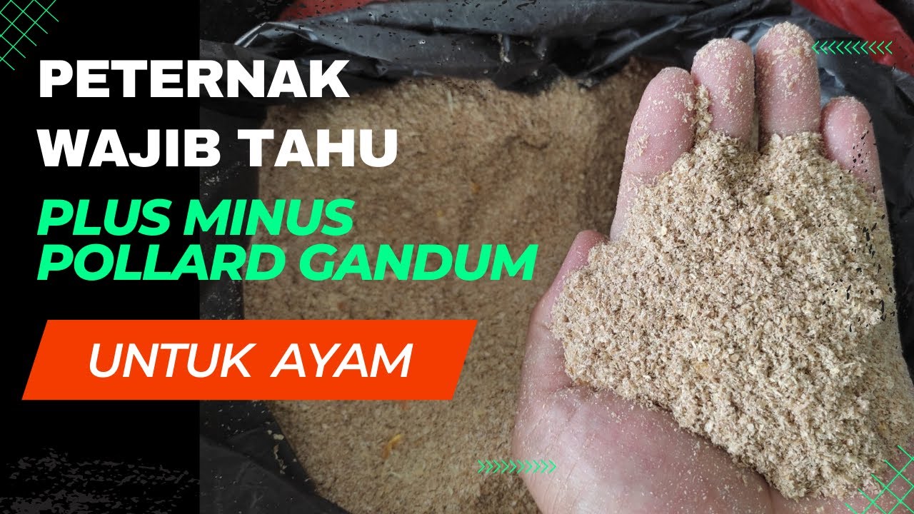 Plus Minus Pollard Gandum Untuk Ayam Dibanding Pake Bekatul, WAJIB TAHU ...