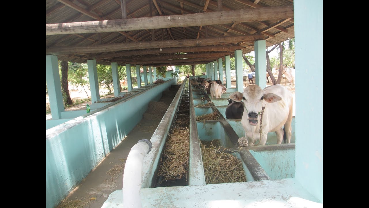 Head to Head and Tail toTail Facing Type Cow Shed[மாட்டு கொட்டகை வகைகள் ...