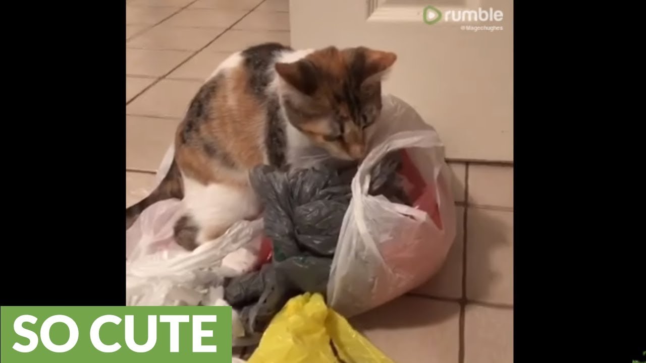 Kitten learns how to reduce, reuse and recycle - YouTube