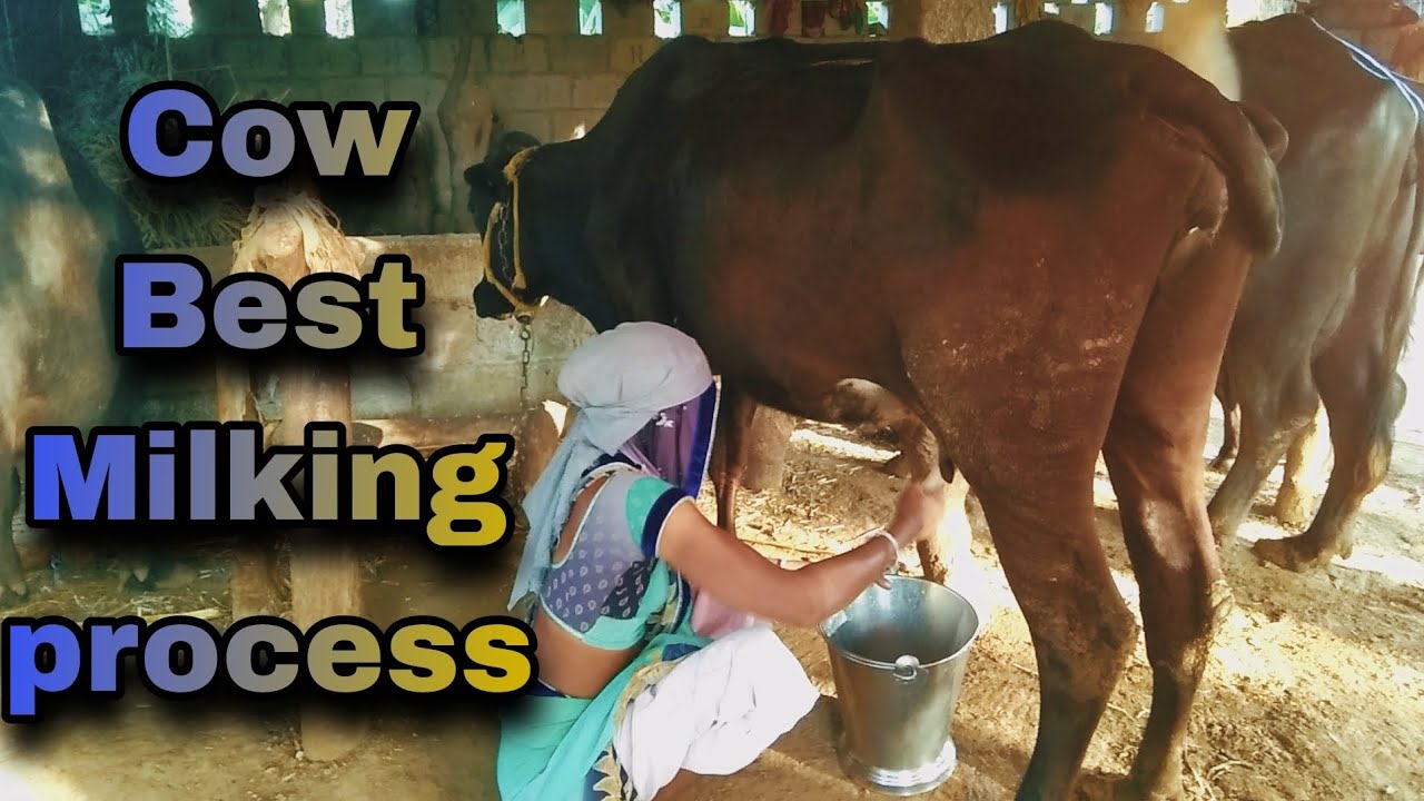 Cow Best Milking Process|| Cow Milking Process 2023 - YouTube
