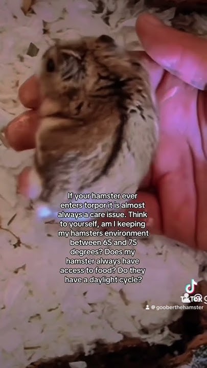 Do hamsters hibernate? Part 2 #shorts #hamster #hamsterhibernation #hibernate - YouTube