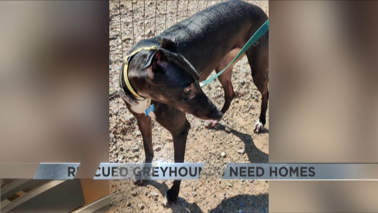 1250 greyhounds up for adoption after sudden closure of racetrack in ...