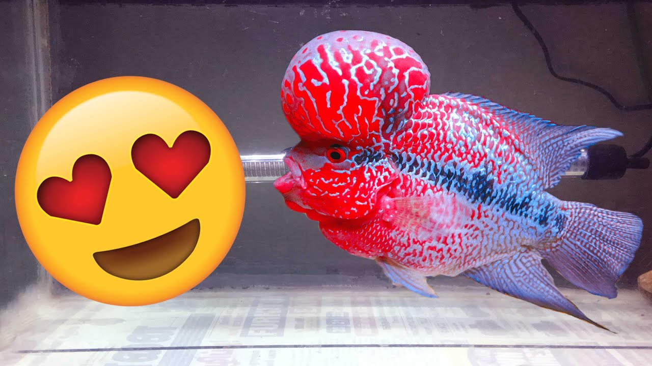 SRD flowerhorn || super red dragon flowerhorn || wiki the zoophilist ...
