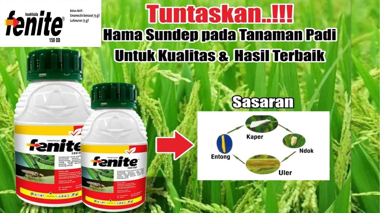 REVIEW INSEKTISIDA FENITE 150 OD - YouTube