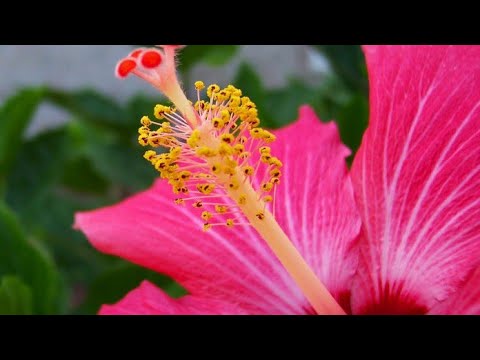 jasud flower 🌺 | gudhal flowers | gudhal plant flowers | hibiscus ...