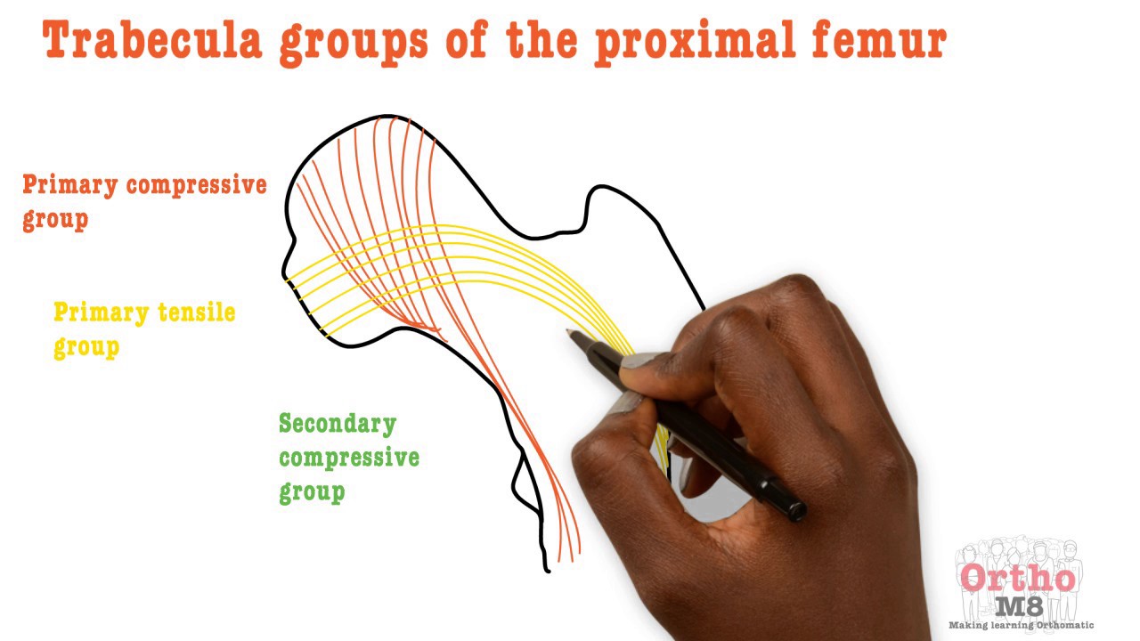 Basic Sciences - Trabecula groups of proximal femur - YouTube
