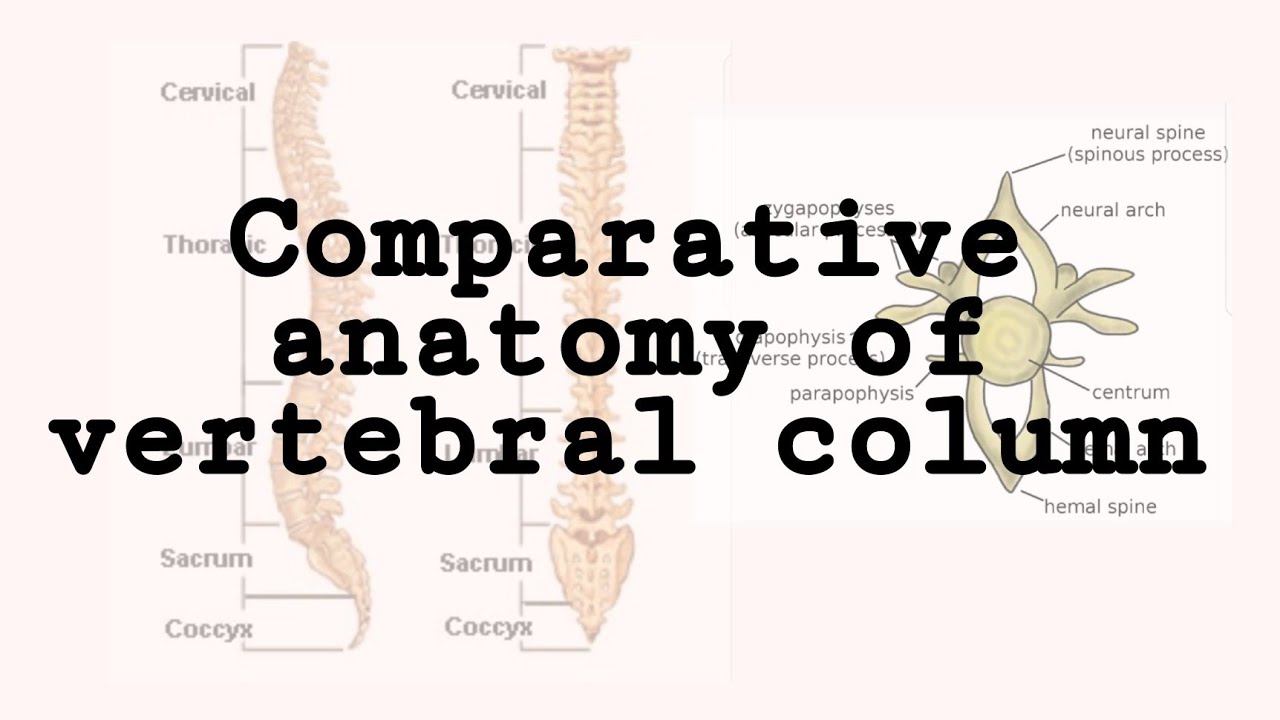 Comparative anatomy of vertebral column |in vertebrate| B.sc /M.sc ...