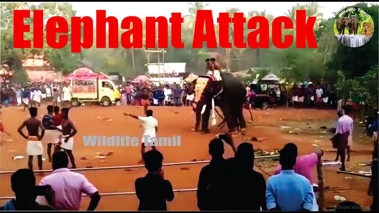 Elephant attacks people | Elephant Attack in Kerala Temple Viral Video ...