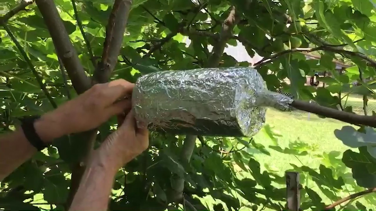 Air Layering of a Fig Tree with Prof. Mangrum - YouTube