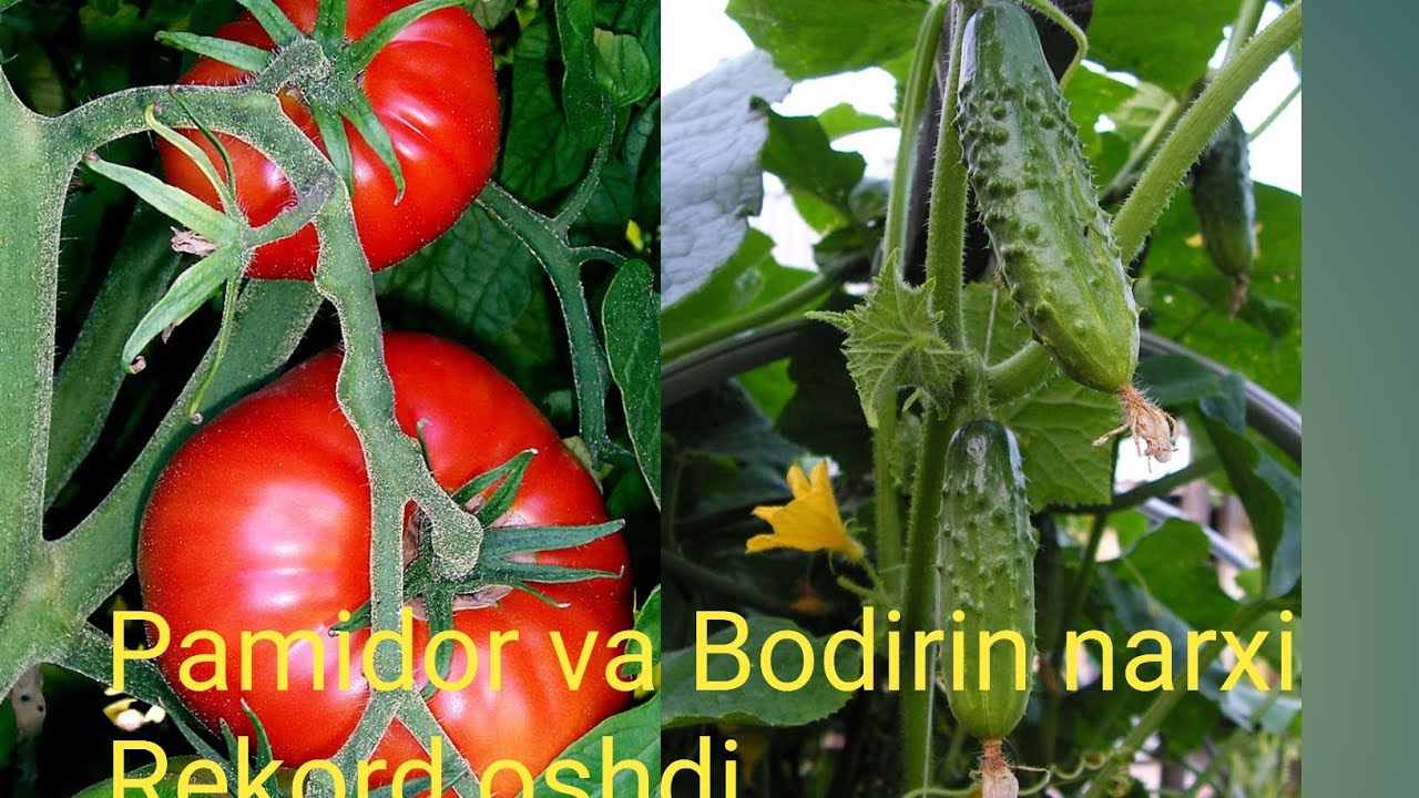 Bodiring va Pamidor narx rekord darajada oshdi 😨 - YouTube