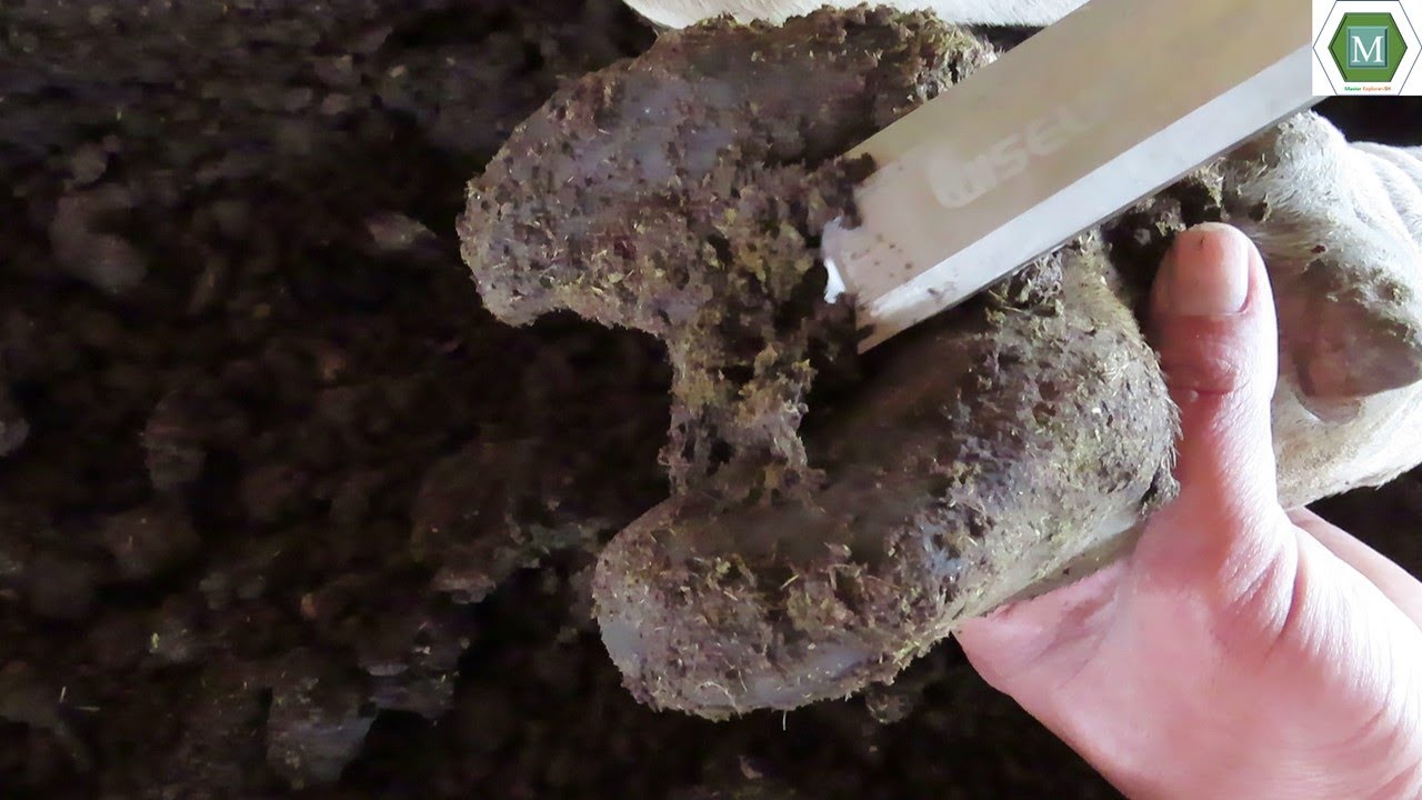 Cow hoof cleaning video - YouTube