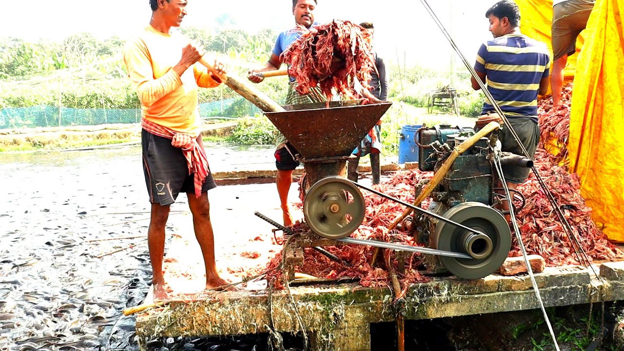 They Gives Lots Of Different Food To Hungry Brazilian Catfish || Fish ...