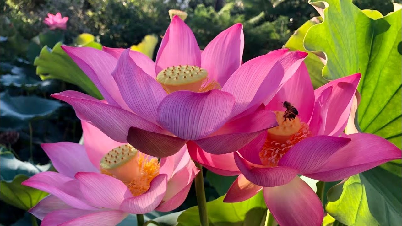Lotus Flower Blooming Time Lapse/ Pink Single - YouTube