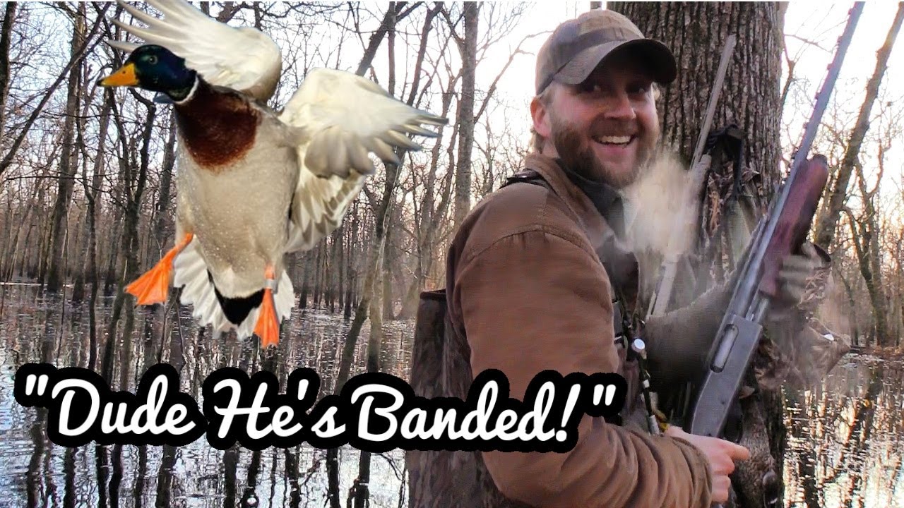 WE KILLED A BAND!! Gorgeous Arkansas Timber Duck Hunt. - YouTube
