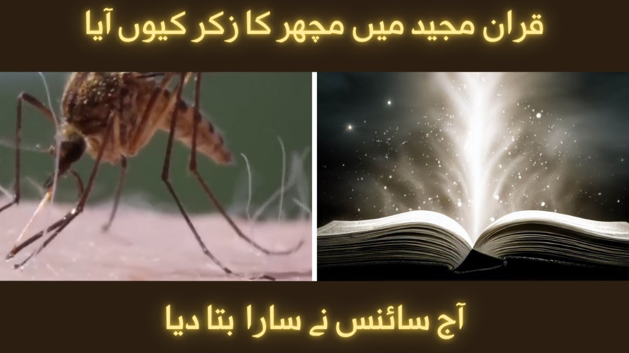 Scientific Facts in the Quran: The Mosquito and its Significance - YouTube