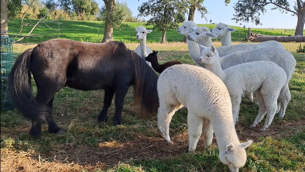 Alpaca family looks at what the pony is doing 🐿🐴 - YouTube