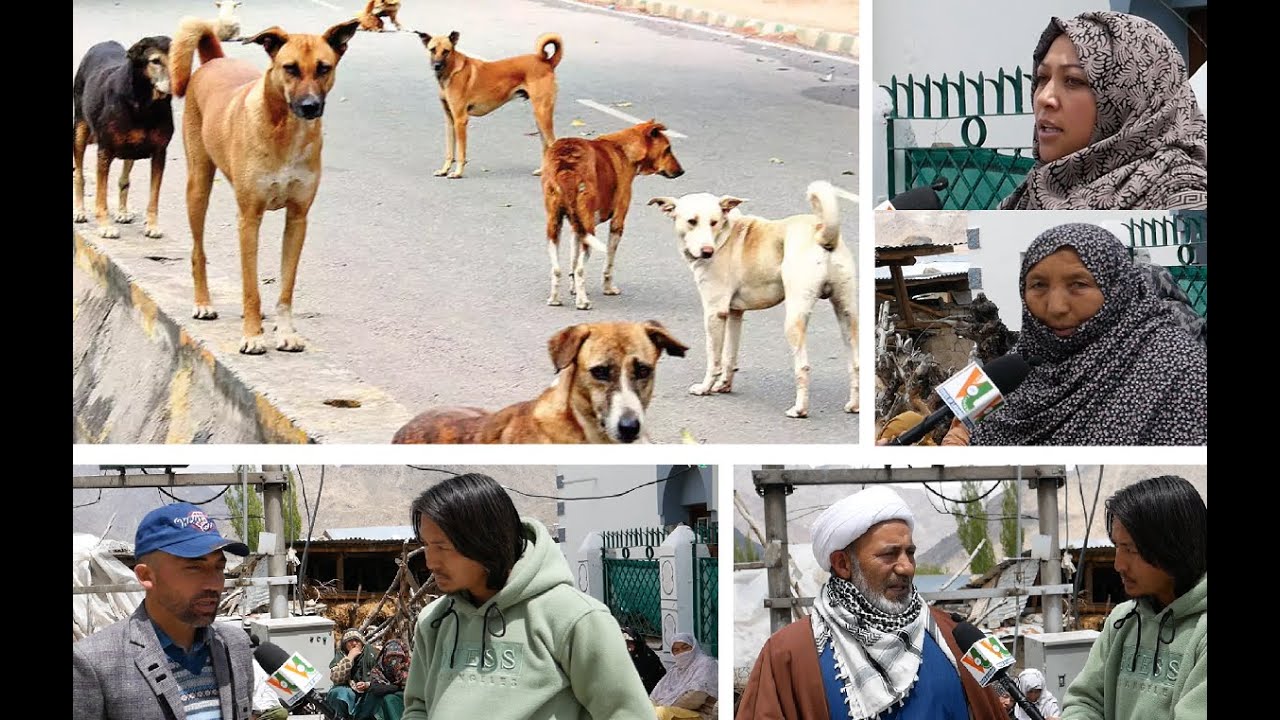 Public Complaints of Stray Dog Menace in Baroo: Scaring Children and ...