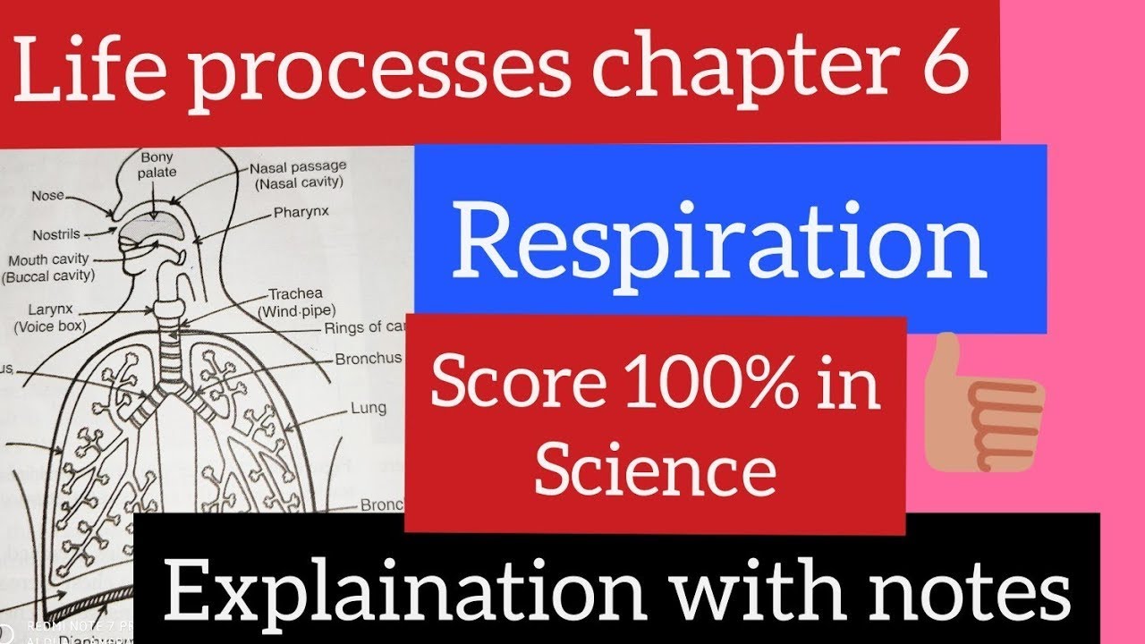 Chapter - Life processes Topic - Respiration #humanbiology #class10 # ...