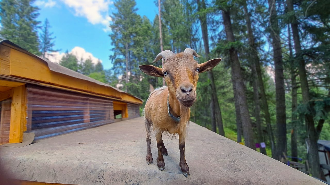 Rooftop Access For Our Goats! Coolest Barn Ever! - YouTube