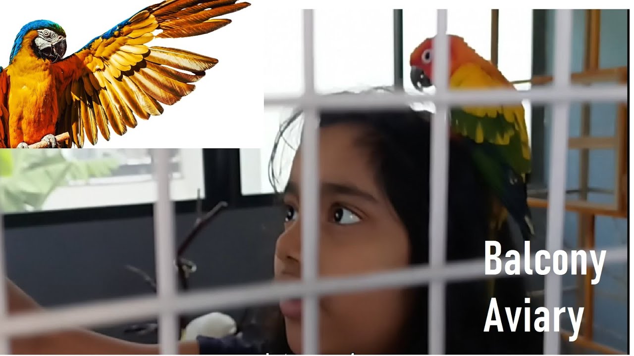 Converting balcony to aviary - YouTube