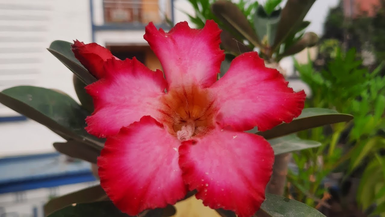 Basic pruning cuts, Demonstrated & Explained | How and when prune plants #pruning #gardenideas ...