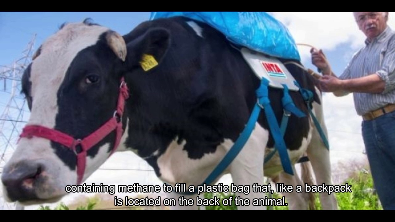 Biogas Plant in Dairy | Methane Backpack on Cow | Methane Production ...
