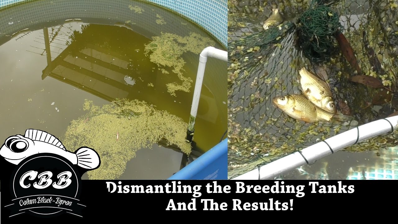 Dismantling my Goldfish Breeding Tank & Results! - YouTube