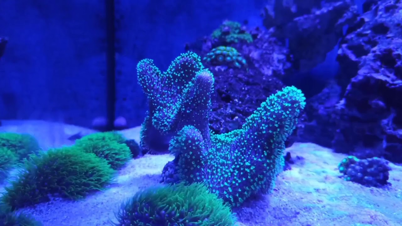 Lobophyton verde fluor (time lapse) - YouTube
