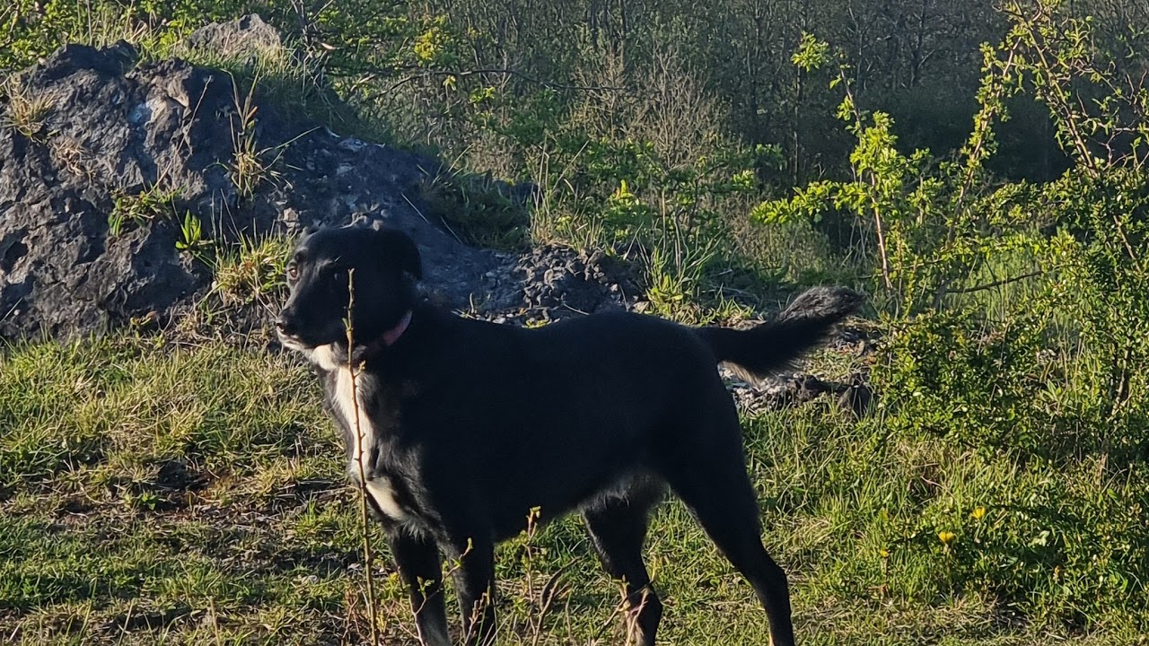 markusha the doggo pilot Live Stream - YouTube