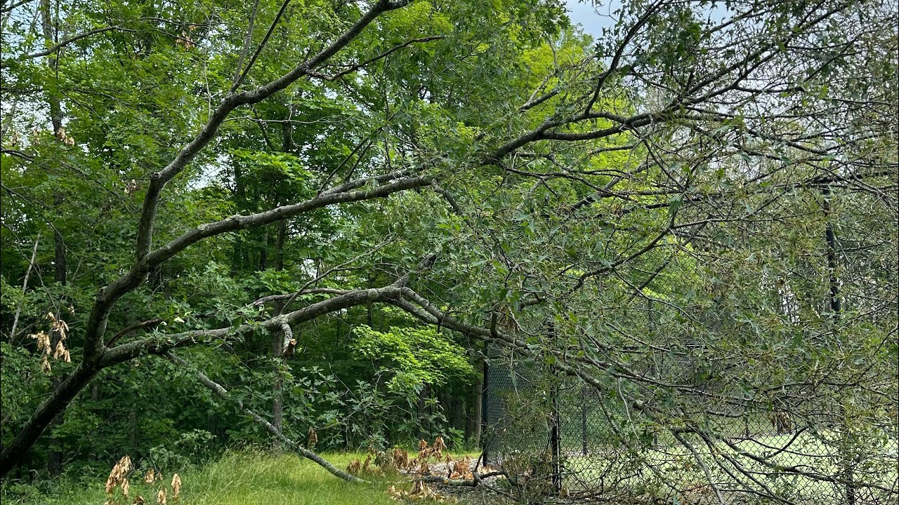 Gypsy Moth covering fallen oak tree on estate’s tennis court removed ...