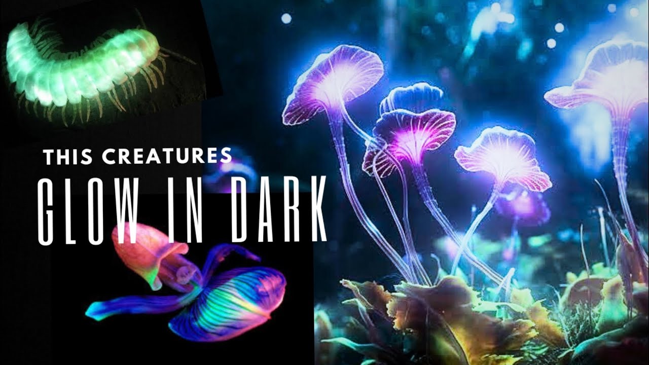 What is Bioluminscence🤯😱? // Sea creatures // Beauty of nature // Glow ...