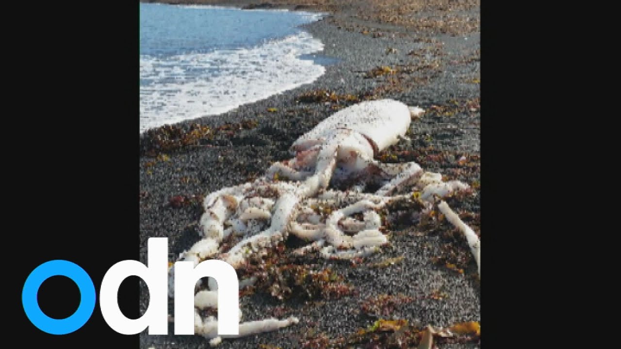 Gigantic squid with 5 metre long tentacle washes up on New Zealand ...
