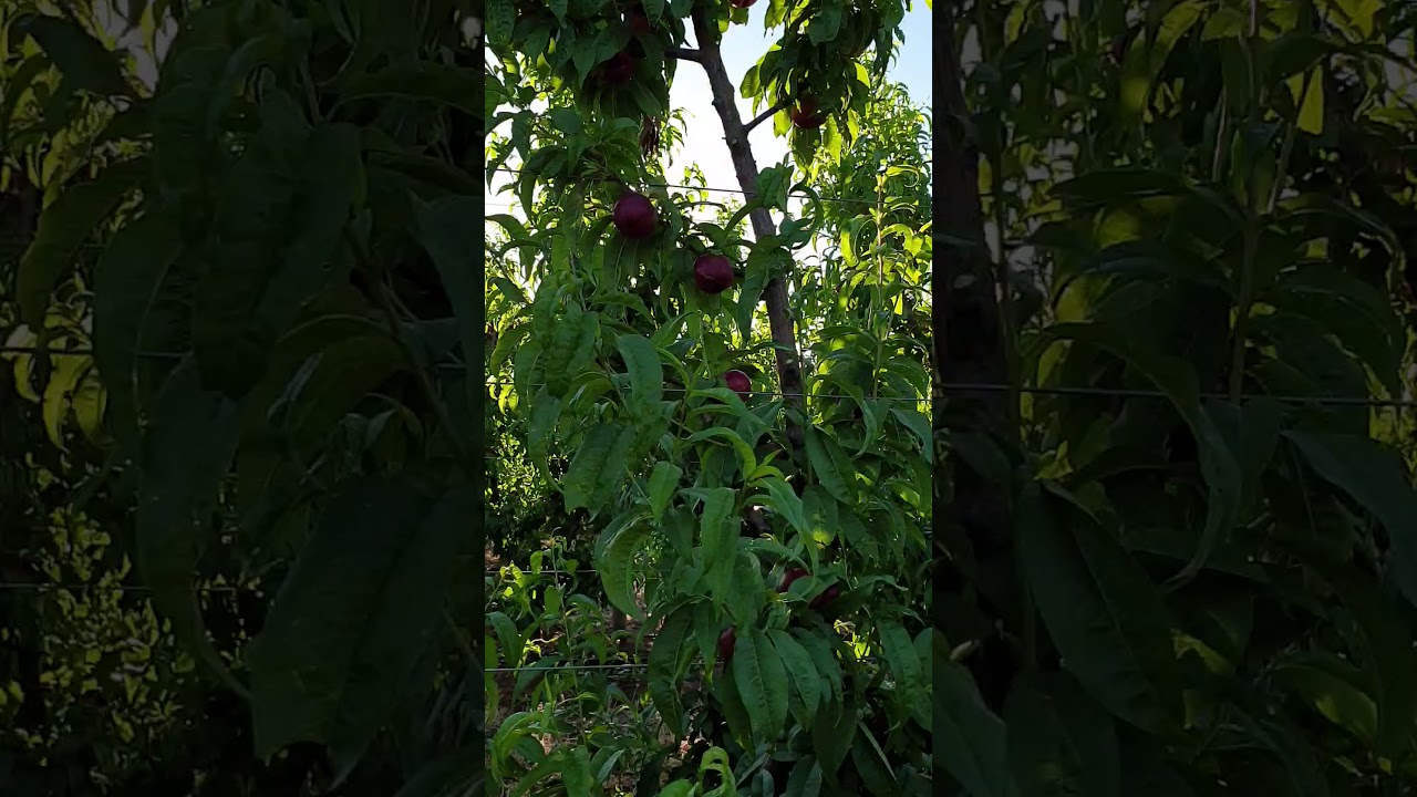 Nectarine farm Australia - YouTube