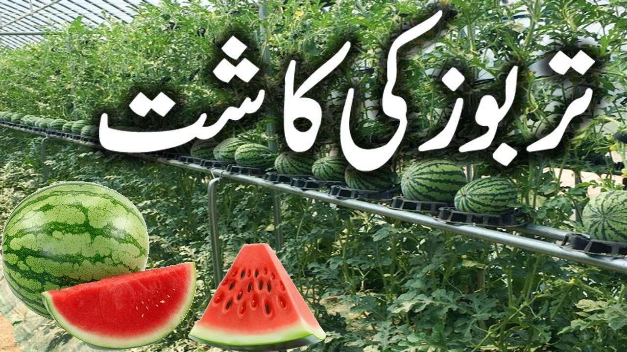 Watermelon farming in pakistan | watermelon profitable business | How ...