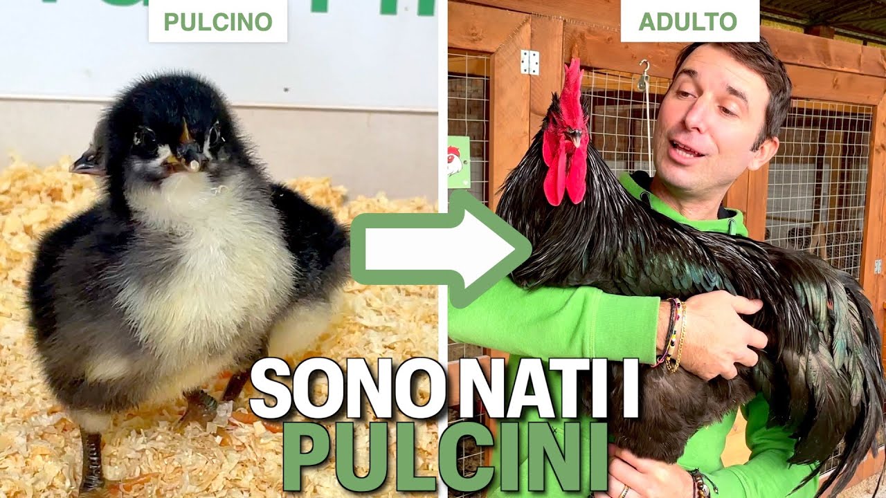Sono nati i nostri pulcini - YouTube
