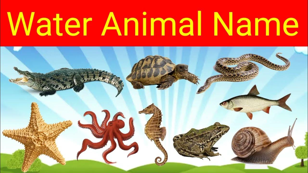 Water Animals Name In English wateranimals wateranimalsforkids water-animals-name-in-english-wateranimals-wateranimalsforkids
