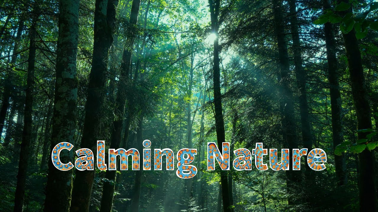 Escaping Stress: Dive into ASMR Nature Sounds - YouTube