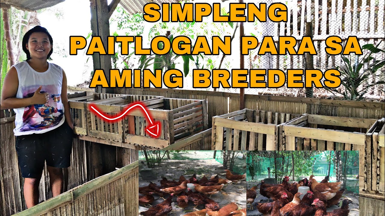 SIMPLENG PAITLOGAN PARA SA AMING MGA MANOK | HERITAGE CHICKENS | FARM ...