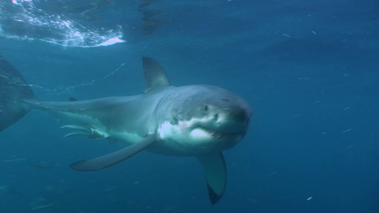 FULL HD - A Sanctuary of Life, Neptune Islands - Great White Shark ...