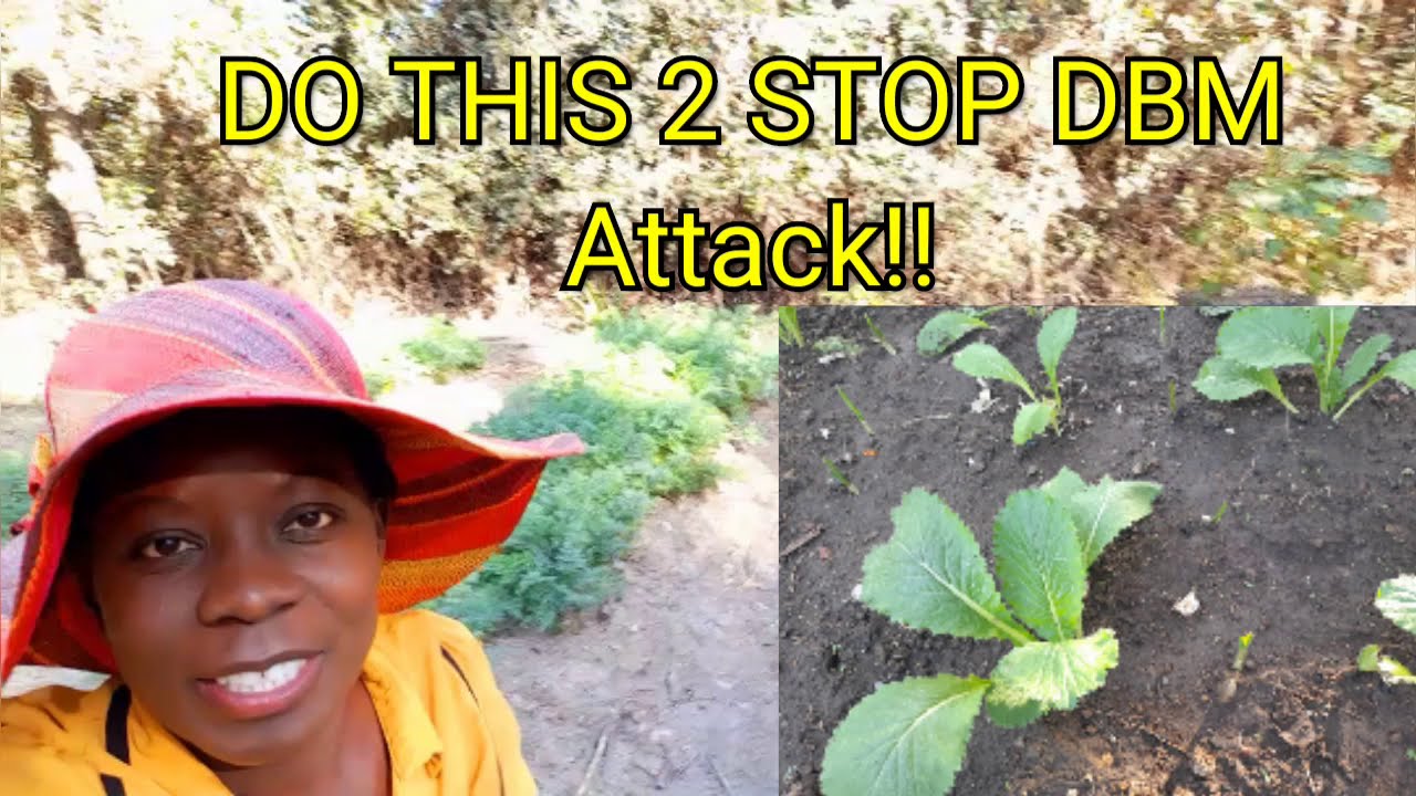 SHEDWARS21: Grow Chinese Cabbage Companion planting STOP Pest damage ...